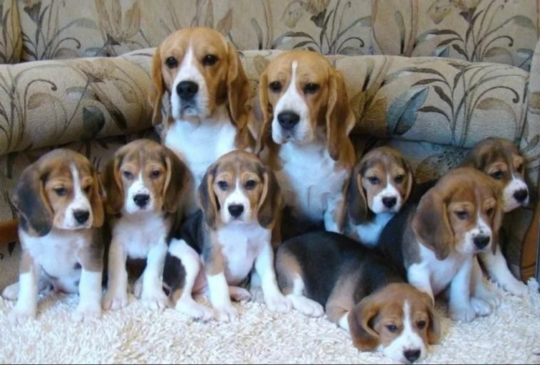 155 Sporty Dog Names - The Paws