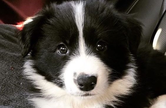 50 Scottish Names for Female Dogs - The Paws