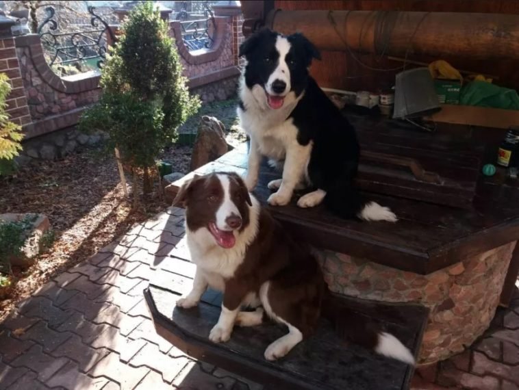 70 Country Male Dog Names - The Paws