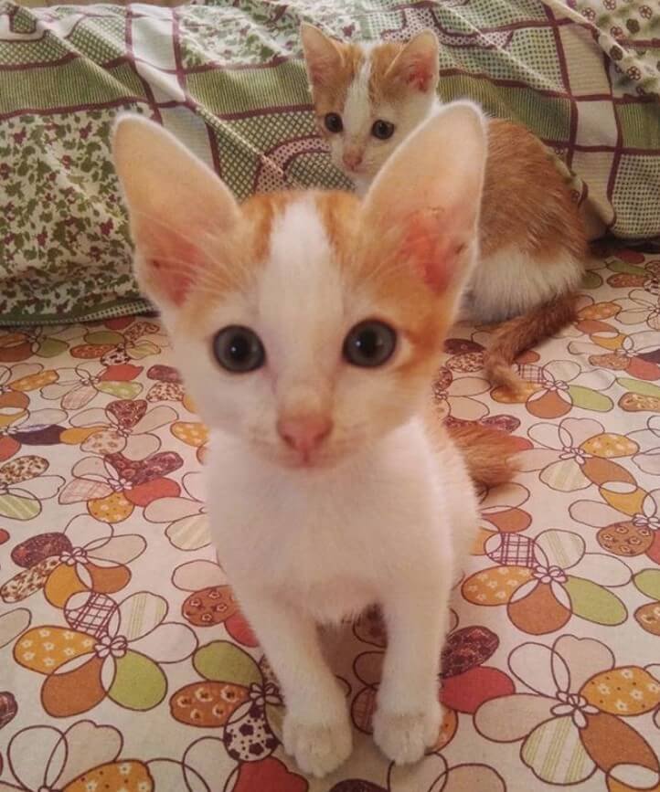 38 Brother And Sister Cat Names The Paws