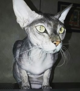 400 Cat Names that Start with L
