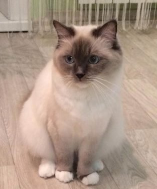 400 Cat Names that Start with L