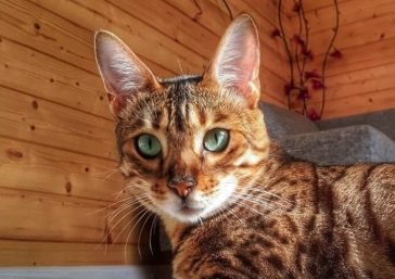 400 Cat Names that Start with L