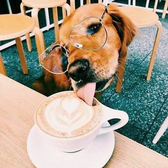 60 Coffee Inspired Dog Names The Paws 60 Coffee Inspired Dog Names The Paws