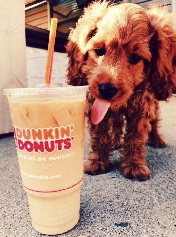 60 Coffee Inspired Dog Names The Paws 60 Coffee Inspired Dog Names The Paws