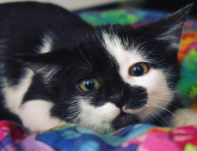 150 Country Cat Names
