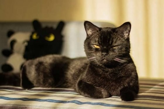 75 Demon Cat Names The Paws 75-demon-cat-names-the-paws