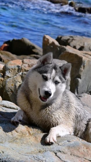 75 Greek Dog Names - The Paws