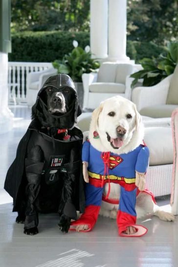 17 DC Comic Dog Names - The Paws