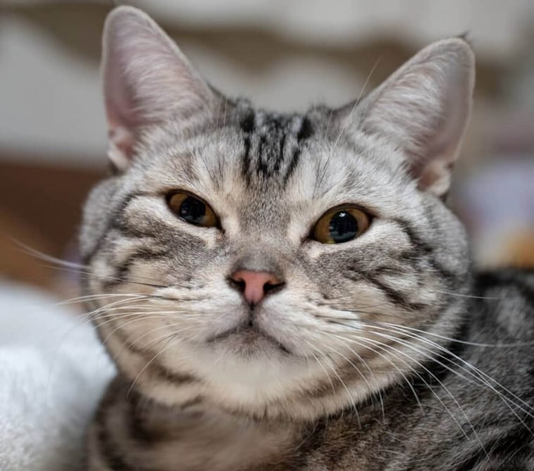 100 Fat Cat Names The Paws