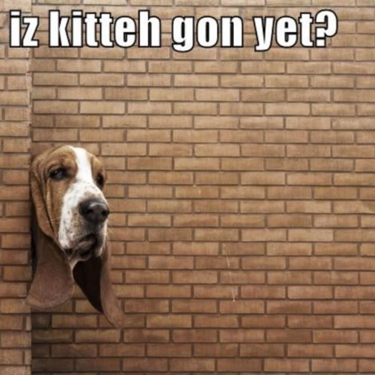 14 of the Best Basset Hound Memes - The Paws