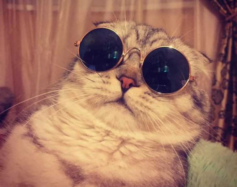 110 Rapper Cat Names