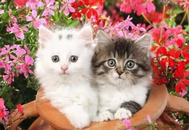 50 Flower Names for Cats - The Paws