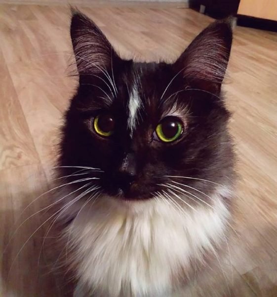 54 Galaxy Names for Cats - The Paws