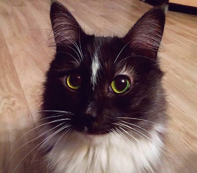 54 Galaxy Names for Cats - The Paws