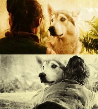 140 Game of Thrones Dog Names - The Paws