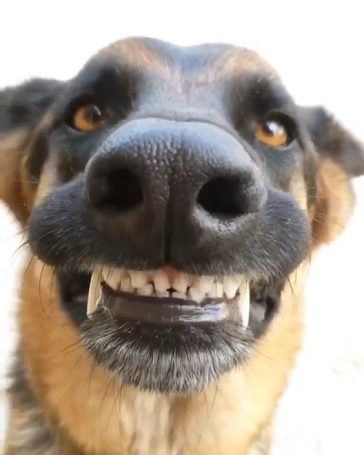 125 Guard Dog Names - The Paws