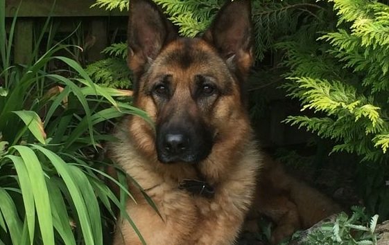 125 Guard Dog Names - The Paws