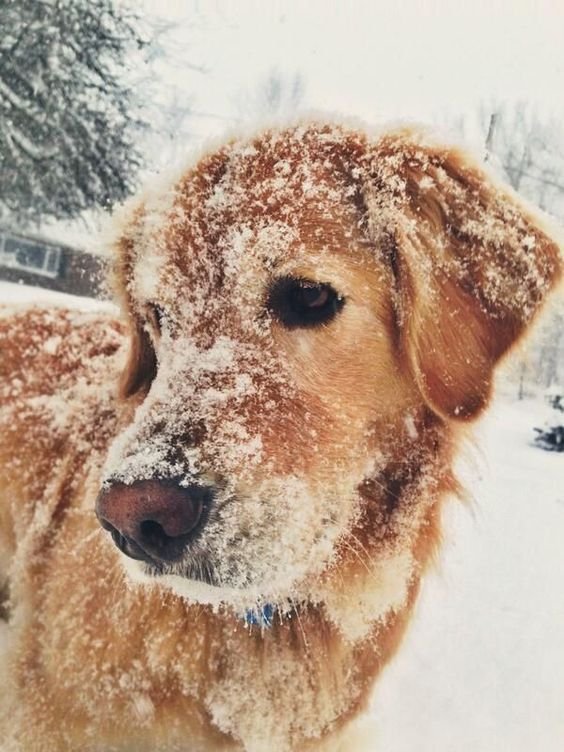 Colorado Inspired Dog Names 60 Names The Paws