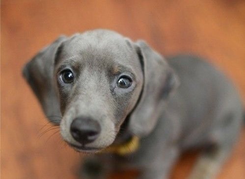 100 Gray Dog Names - The Paws
