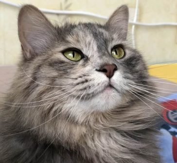 100+ Spunky Cat Names