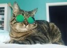 110 Rapper Cat Names