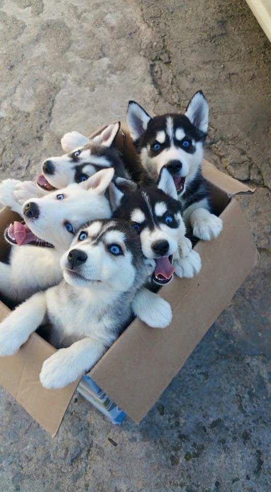 200 Punjabi Dog Names The Paws 200 Punjabi Dog Names The Paws