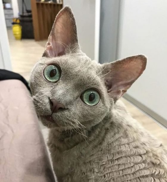 80 Hyper Cat Names - The Paws