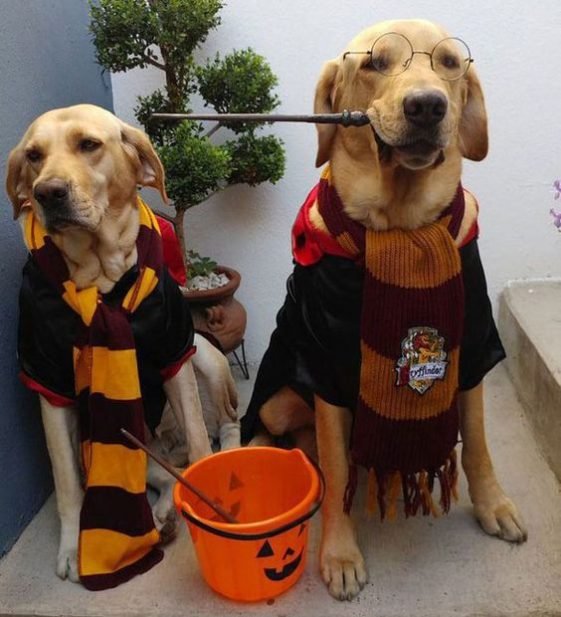 85 Harry Potter Dog Names - The Paws