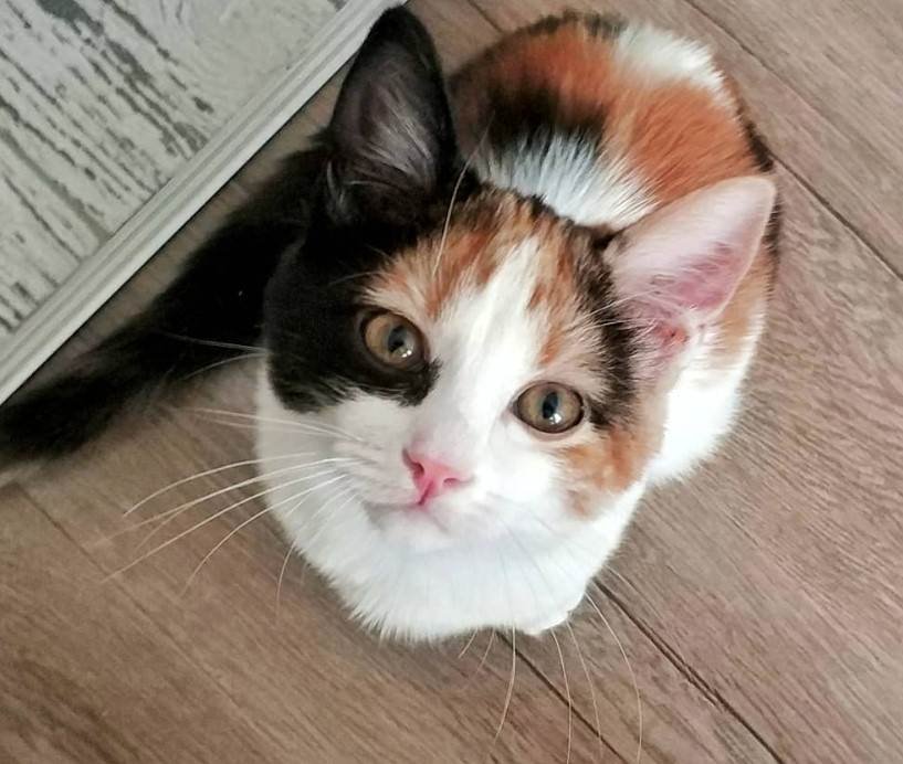 80 Multi Colored Cat Names
