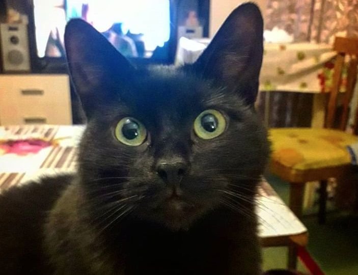 90 Mystical Cat Names The Paws