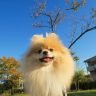 150 Celestial Dog Names - The Paws
