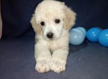 70 Male Poodle Dog Names - The Paws