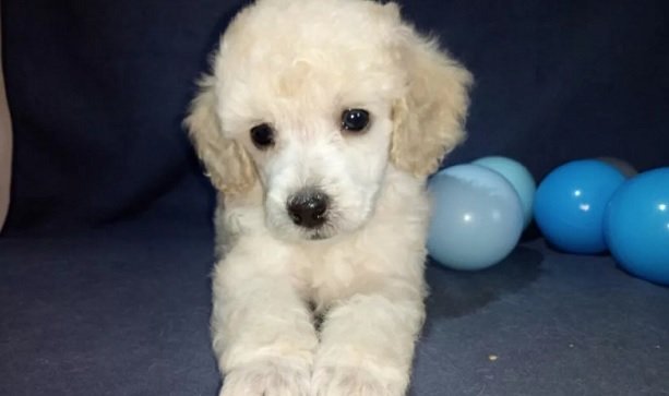 70 Male Poodle Dog Names - The Paws