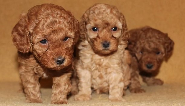 72 Female Poodle Dog Names - The Paws
