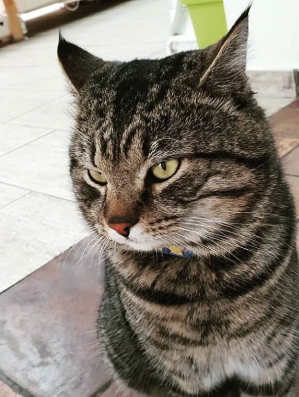 150 Rescue Cat Names Stray Cat Names The Paws 150-rescue-cat-names-stray-cat-names-the-paws