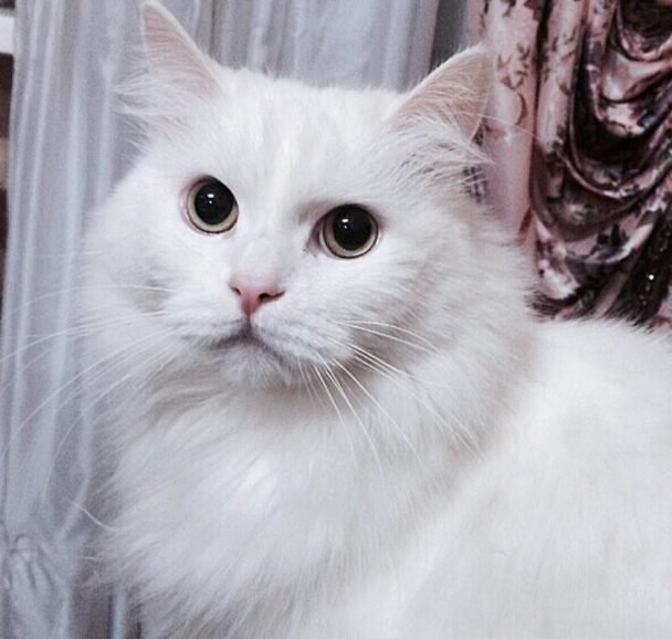 300 Royal Cat Names - The Paws