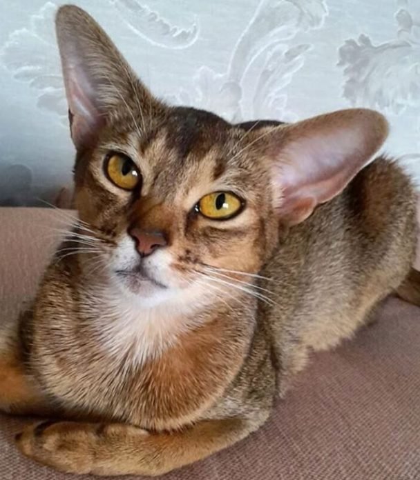 300 Royal Cat Names - The Paws