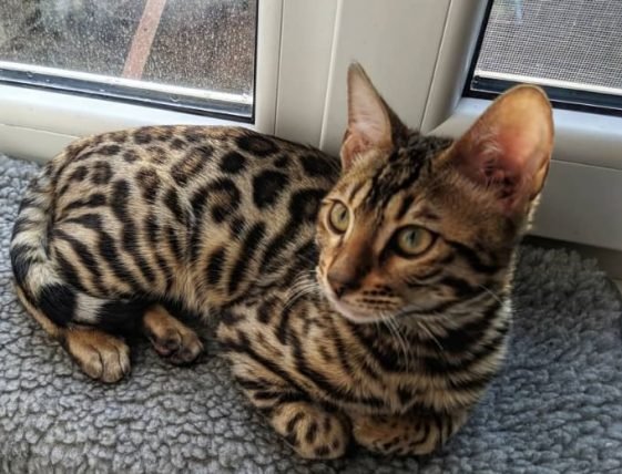 30 Spotted Cat Names - The Paws