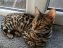 30 Spotted Cat Names - The Paws