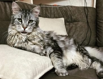 100+ Spunky Cat Names - The Paws