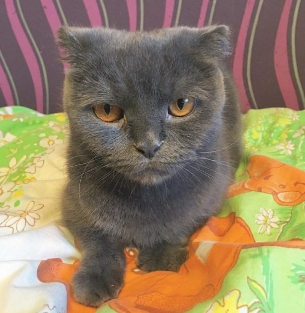 100 Villain Cat Names - The Paws