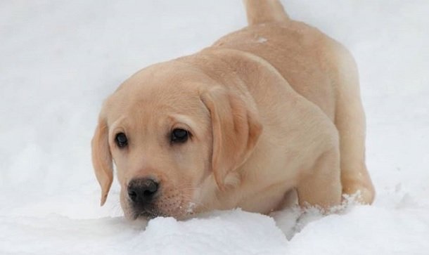 115 Yellow Dog Names - The Paws