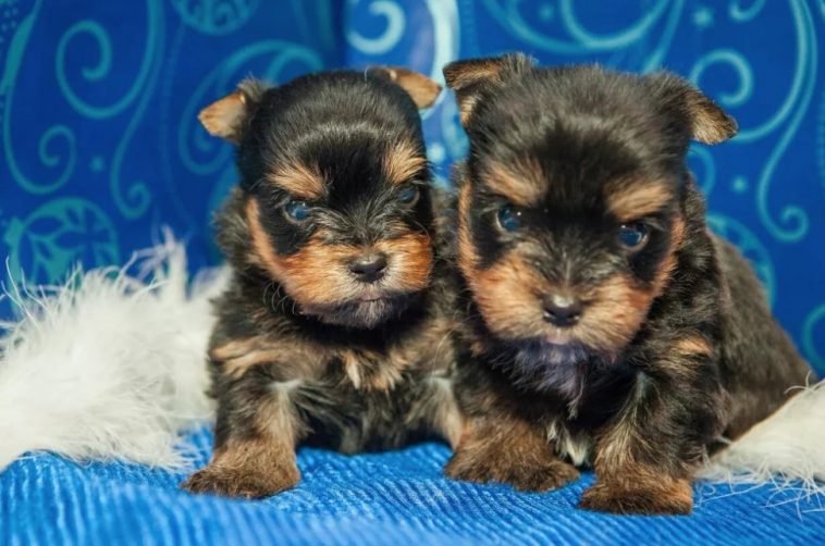 50 Female Yorkie Dog Names - The Paws
