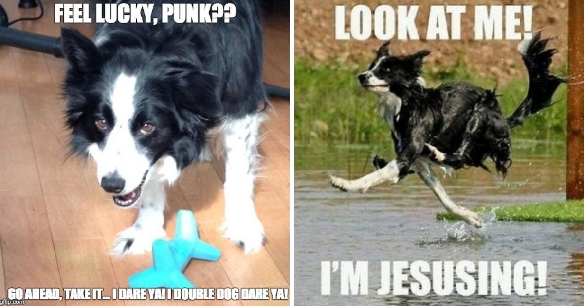 21 Border Collie Memes Guaranteed To Make You Laugh - The Paws