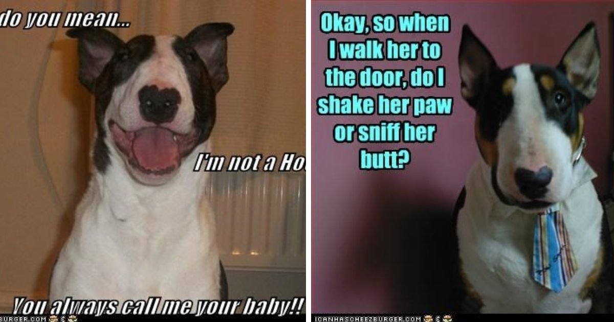 The 16 Funniest Bull Terrier Memes Of All Time (GALLERY) - The Paws