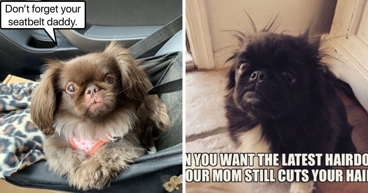 The 17 Funniest Pekingese Memes Of All Time - The Paws