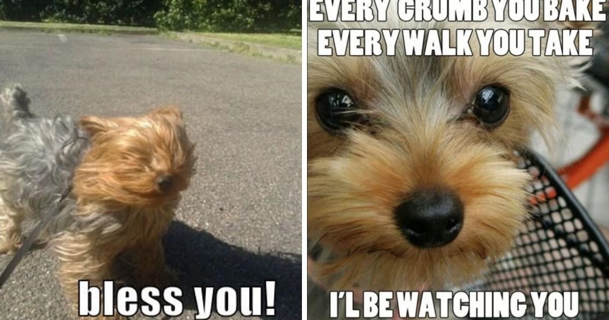 The 16 Funniest Yorkshire Terrier Memes Of All Time (GALLERY) - The Paws