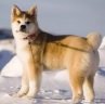 225 Asian Dog Names - The Paws