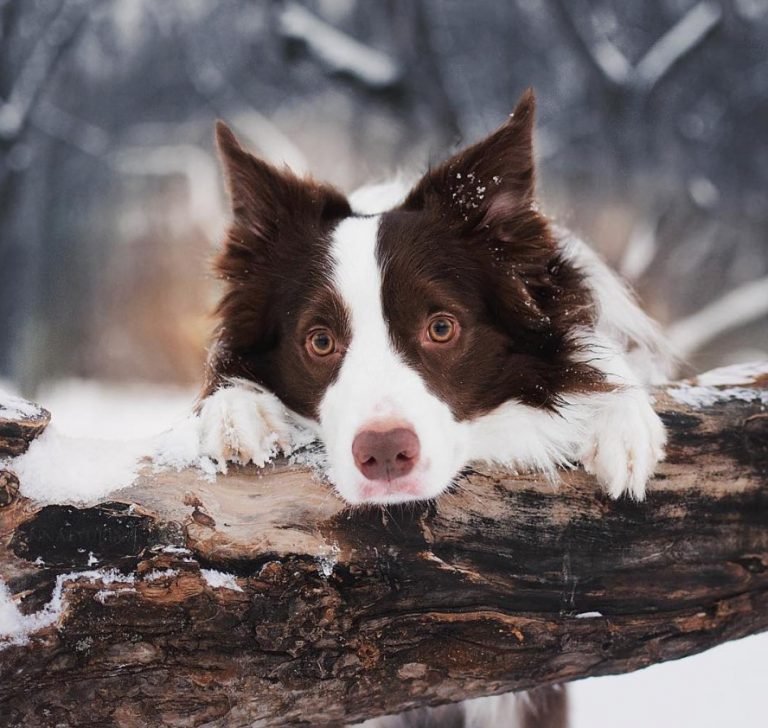 The 138 Best Country Dog Names - The Paws